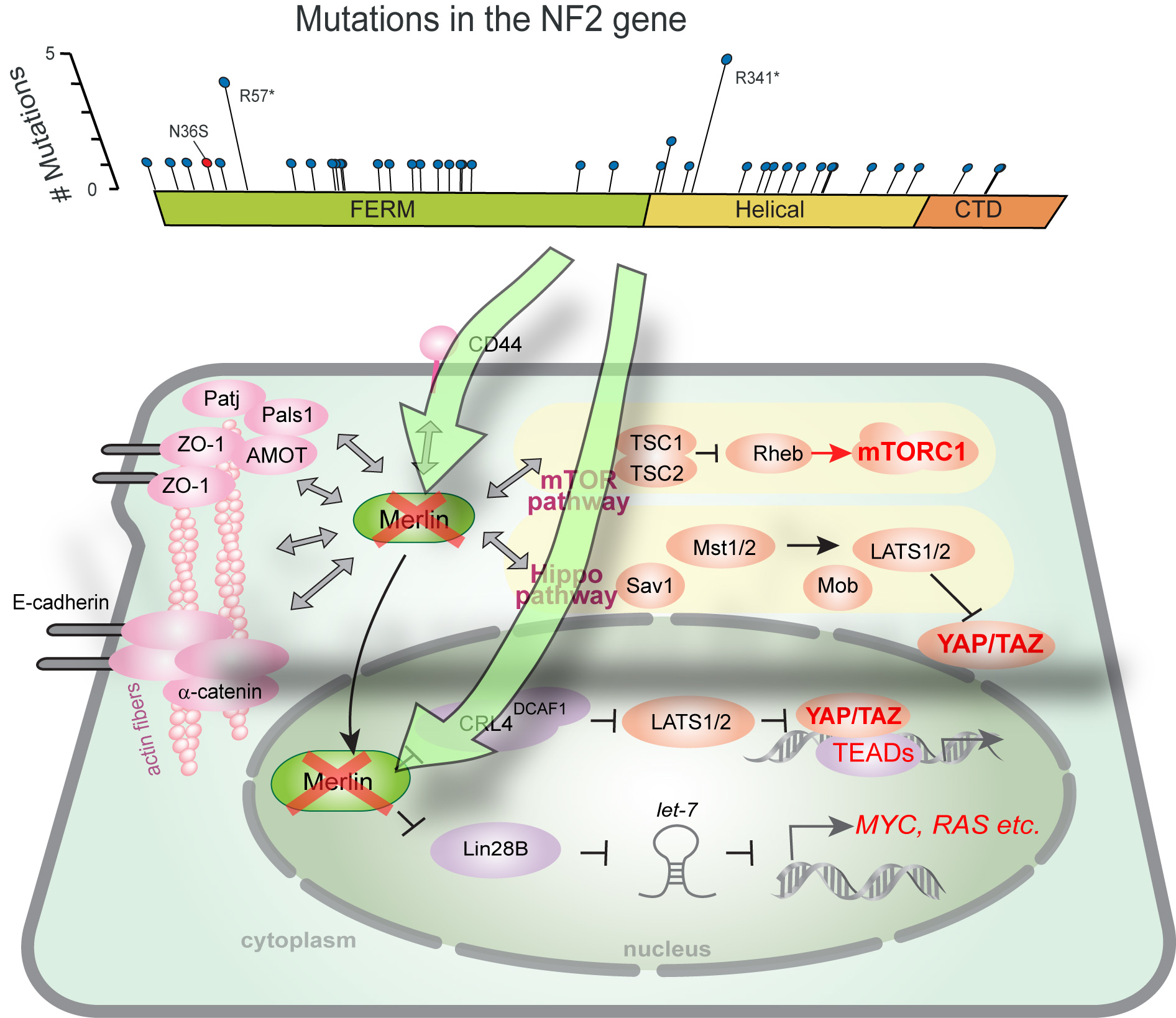 IJMS | Free Full-Text | NF2/Merlin Inactivation and Potential Therapeutic Targets in Mesothelioma
