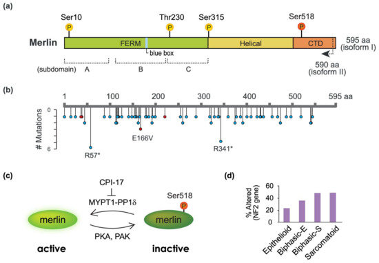 NF2/Merlin Inactivation and Potential Therapeutic Targets in Mesothelioma
