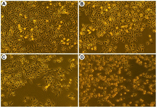 IJMS | Free Full-Text | Silkworm Pupa Protein Hydrolysate Induces Mitochondria-Dependent ...