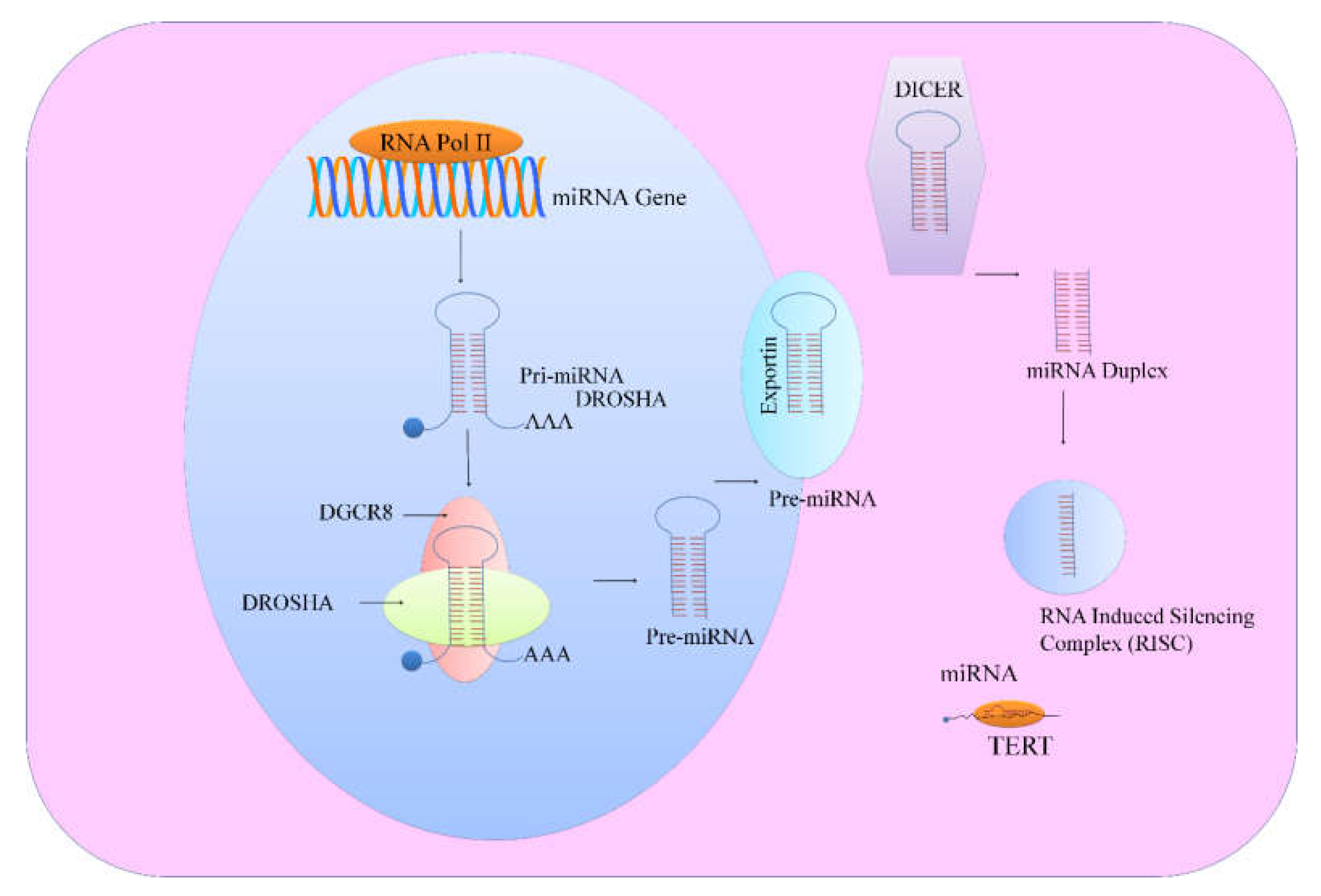 Telomerase Reverse Transcriptase