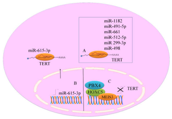 IJMS | Free Full-Text | MicroRNA Regulation of Telomerase Reverse Transcriptase (TERT): Micro ...
