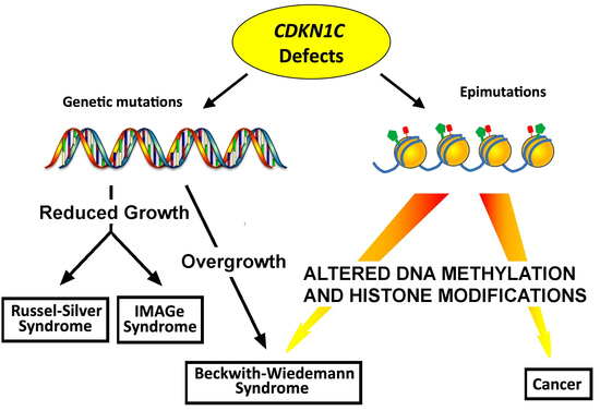 IJMS | Free Full-Text | Genetic and Epigenetic Control of CDKN1C ...