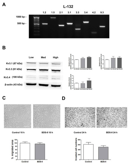 Kv3.1 and Kv3.4, Are Involved in Cancer Cell Migration and Invasion