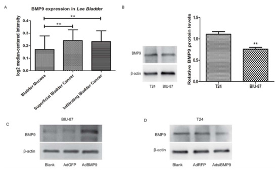 BMP9 Promotes the Proliferation and Migration of Bladder Cancer Cells ...