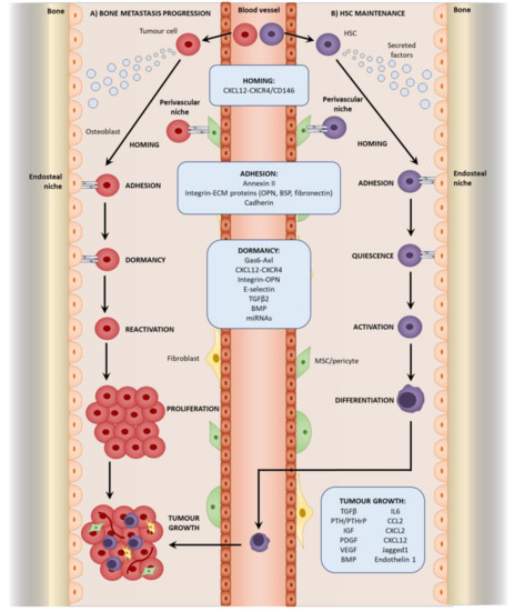 IJMS | Special Issue : Bone Metastasis: Pathophysiology and Molecular ...