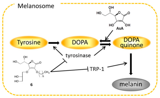 IJMS | Special Issue : Melanins and Melanogenesis: From Nature to ...
