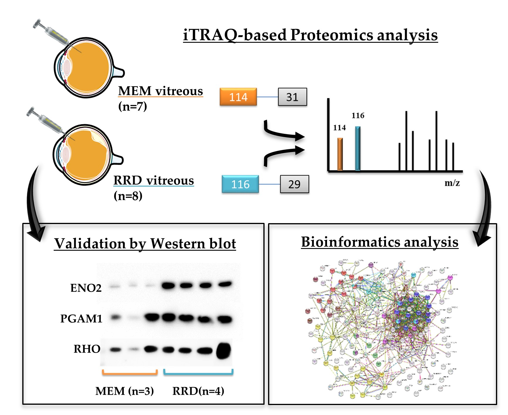 IJMS | Free Full-Text | iTRAQ Quantitative Proteomic Analysis of Vitreous from Patients with ...
