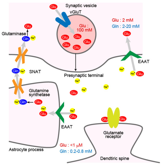 Structure-Function Relationship of Transporters in the Glutamate ...