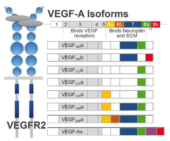 IJMS | Free Full-Text | Molecular Pharmacology of VEGF-A Isoforms ...