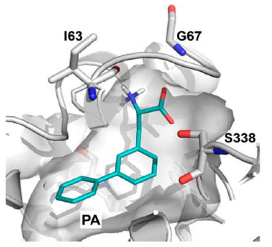 Insights into the Structure, Function, and Ligand Discovery of the ...