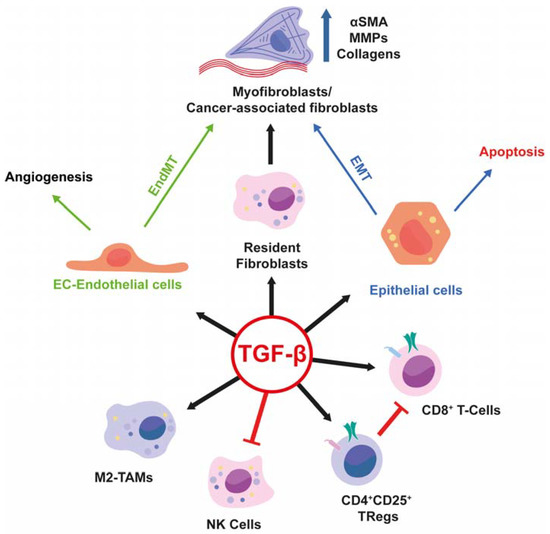 IJMS | Special Issue : TGF-beta Family in Fibrosis and Cancer
