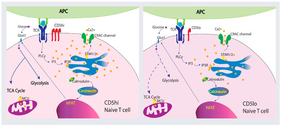 T Cell Calcium Signaling Regulation by the Co-Receptor CD5