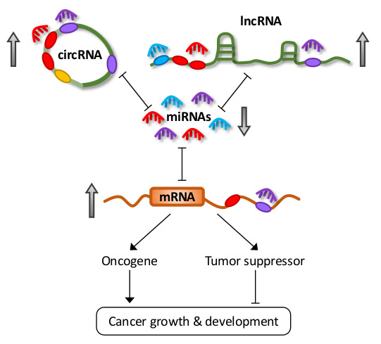 Ijms Free Full Text Noncoding Rna Rna Regulatory Networks In Cancer