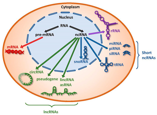 Noncoding RNA:RNA Regulatory Networks in Cancer