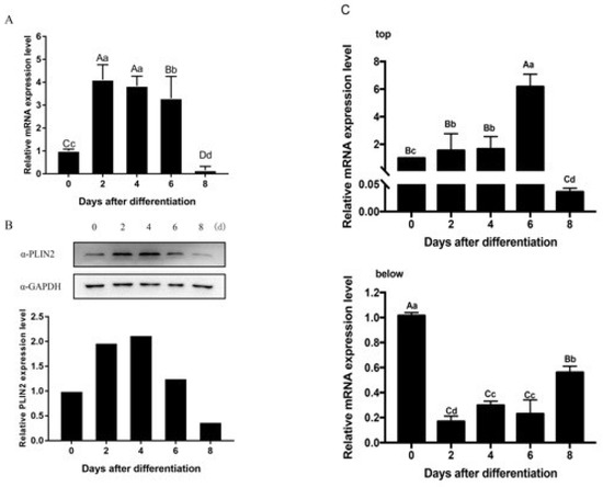 The Expression Pattern of PLIN2 in Differentiated Adipocytes from ...