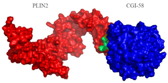 The Expression Pattern of PLIN2 in Differentiated Adipocytes from ...