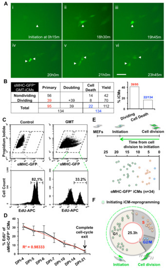 IJMS | Free Full-Text | S-phase Synchronization Facilitates the Early ...