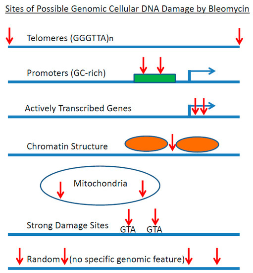 The Interaction of the Metallo-Glycopeptide Anti-Tumour Drug Bleomycin ...
