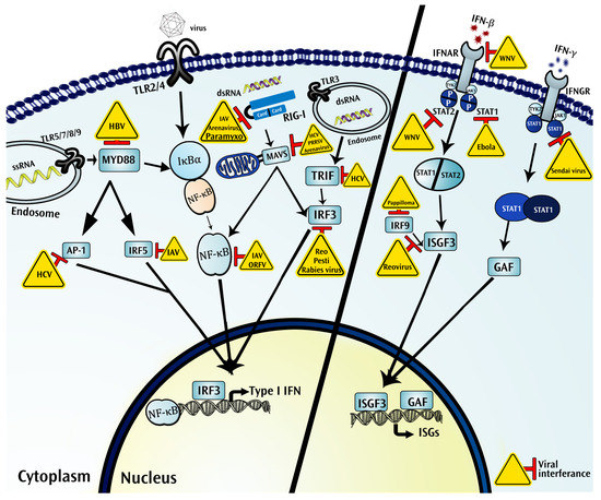 Immune Ecosystem of Virus-Infected Host Tissues