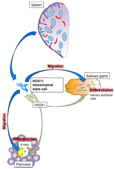 IJMS | Special Issue : Spleen: Crossroad between Immune System ...