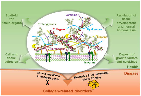 From Structure to Phenotype: Impact of Collagen Alterations on Human Health