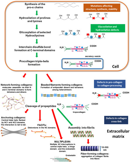 From Structure to Phenotype: Impact of Collagen Alterations on Human Health