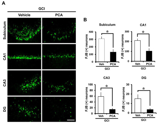 Effects of Protocatechuic Acid (PCA) on Global Cerebral Ischemia ...