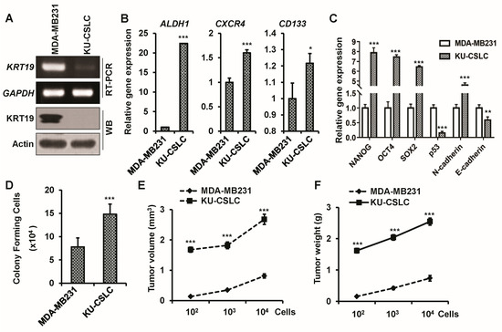Cytokeratin 19 (KRT19) has a Role in the Reprogramming of Cancer Stem ...