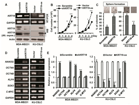 Cytokeratin 19 (KRT19) has a Role in the Reprogramming of Cancer Stem ...