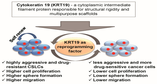 Cytokeratin 19 (KRT19) has a Role in the Reprogramming of Cancer Stem ...
