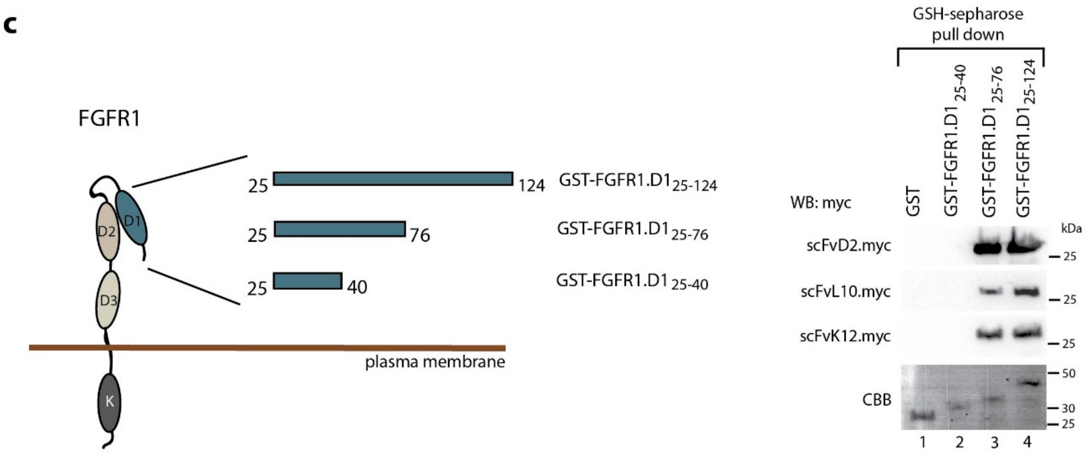High Affinity Promotes Internalization of Engineered Antibodies ...