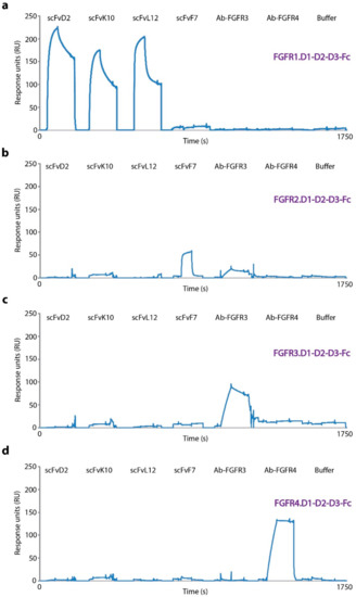 High Affinity Promotes Internalization of Engineered Antibodies ...