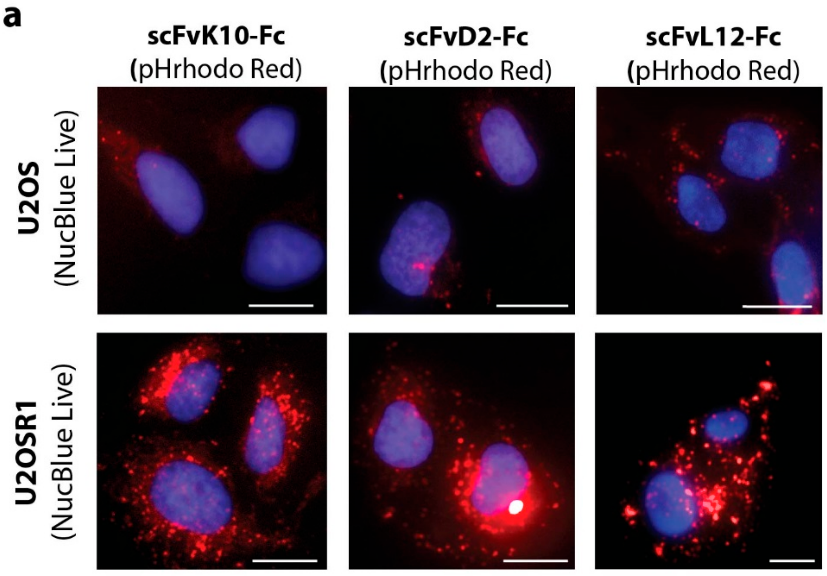 IJMS | Free Full-Text | High Affinity Promotes Internalization of ...