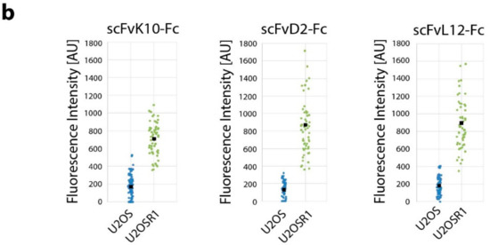 High Affinity Promotes Internalization of Engineered Antibodies ...