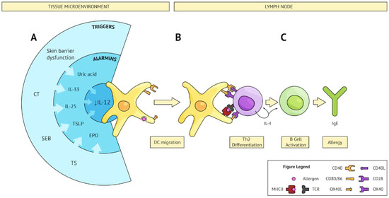 The Initiation of Th2 Immunity Towards Food Allergens
