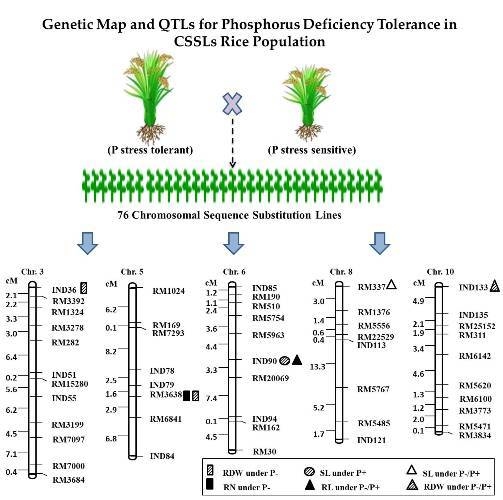 IJMS | Free Full-Text | Genomic Regions Analysis of Seedling Root ...
