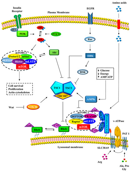 mTOR Signaling and Neural Stem Cells: The Tuberous Sclerosis Complex Model