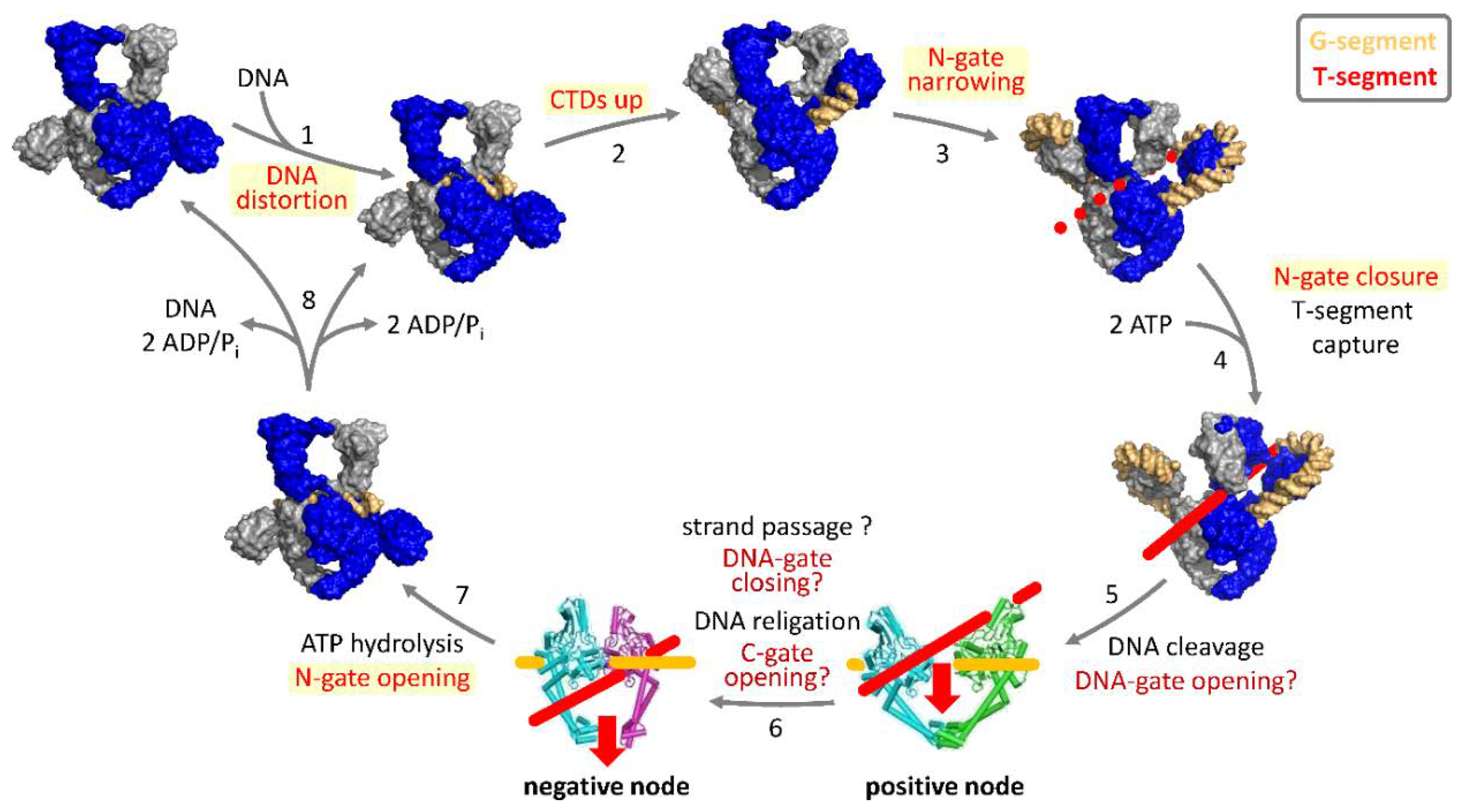 IJMS | Free Full-Text | Why Two? On the Role of (A-)Symmetry in ...