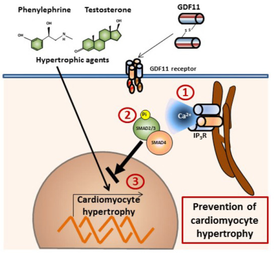 IJMS | Free Full-Text | GDF11 Modulates Ca2+-Dependent Smad2/3 ...