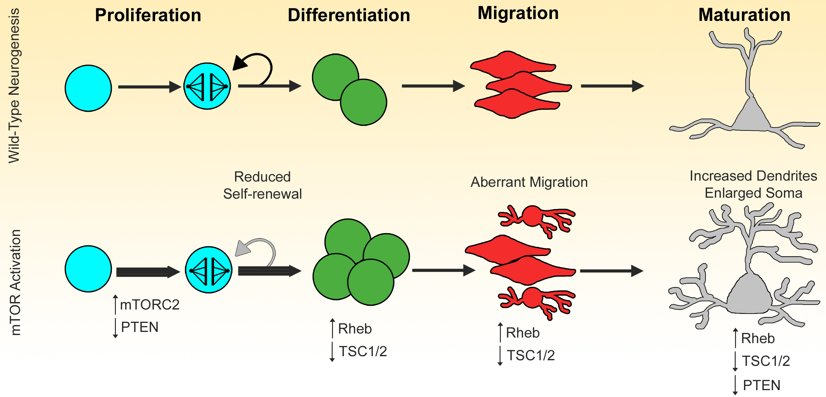 IJMS | Free Full-Text | Role of mTOR Complexes in Neurogenesis