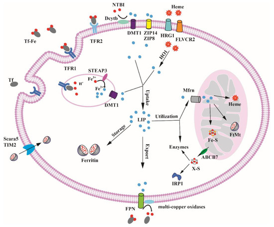 Alterations in Cellular Iron Metabolism Provide More Therapeutic ...