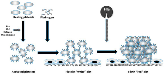 Human Fibrinogen: Molecular and Genetic Aspects of Congenital Disorders