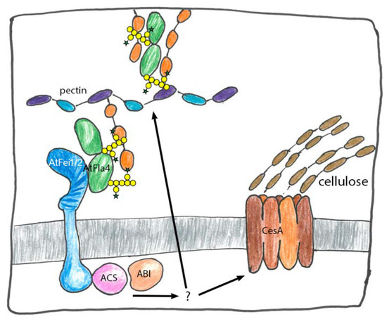 IJMS | Special Issue : Plant Cell Wall Proteins and Development