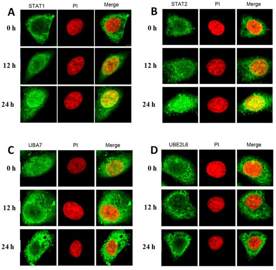 Furosine Induced Apoptosis by the Regulation of STAT1/STAT2 and UBA7 ...