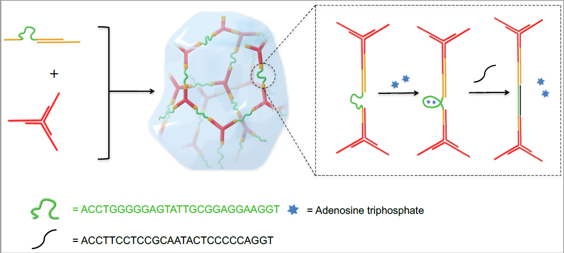 IJMS | Free Full-Text | Tuning the Mechanical Properties of a DNA ...