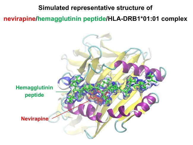 IJMS | Free Full-Text | Interaction of Nevirapine with the Peptide ...
