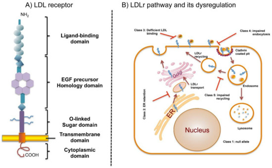 Validation of LDLr Activity as a Tool to Improve Genetic Diagnosis of ...