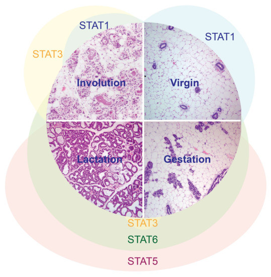 The Multifaceted Role of STAT3 in Mammary Gland Involution and Breast ...