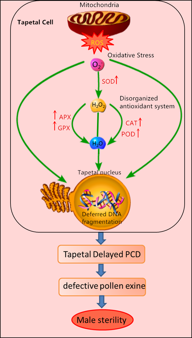 IJMS | Free Full-Text | Tapetal-Delayed Programmed Cell Death (PCD) and ...