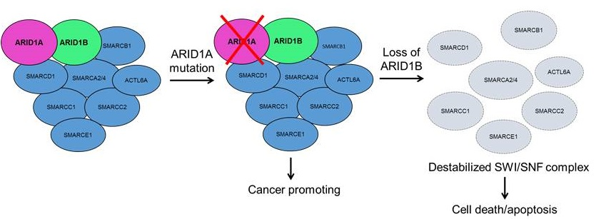 IJMS | Free Full-Text | ARID1B as a Potential Therapeutic Target for ...